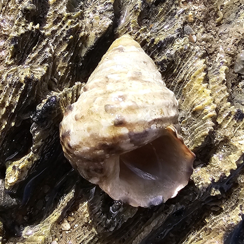 Zebra Top Snail from Wellington Point QLD 4160, Australia on March 28 ...