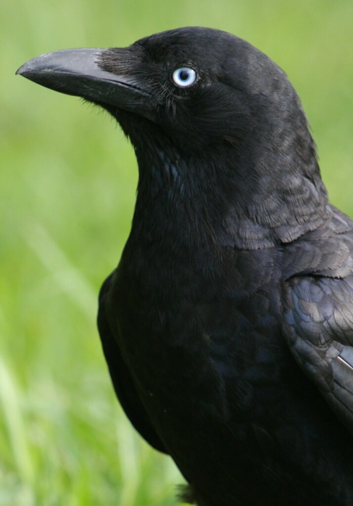Torresian Crow from 2 Bayberry Ln, Robina QLD 4226, Australia on ...
