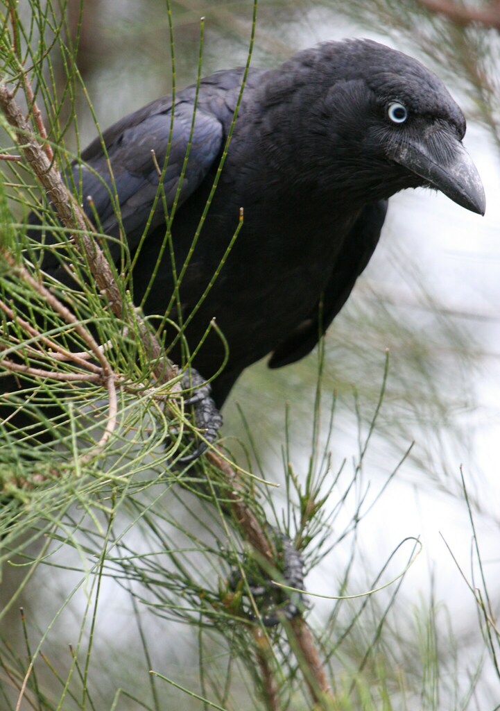 Torresian Crow from 2 Bayberry Ln, Robina QLD 4226, Australia on ...