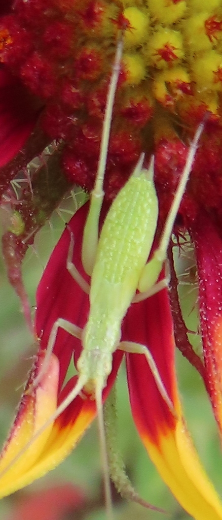 Common Tree Crickets from Burnet County, TX, USA on April 24, 2024 at ...