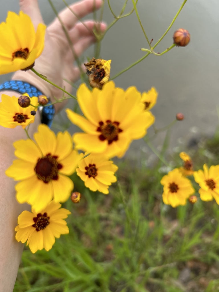 plains coreopsis from Angleton, TX, US on April 25, 2024 at 10:14 AM by ...