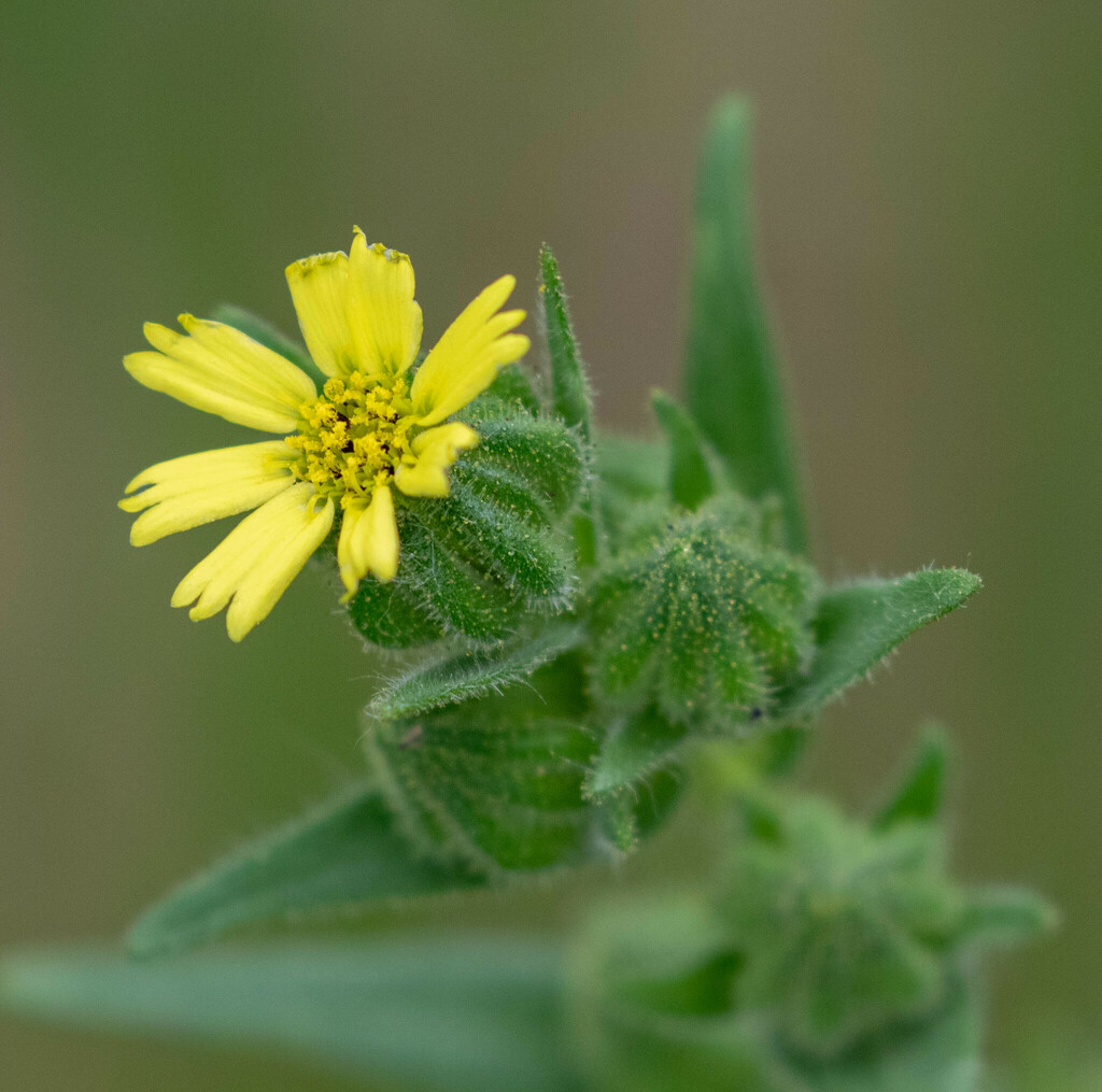 tarweeds from Contra Costa County, CA, USA on April 24, 2024 at 09:09 ...