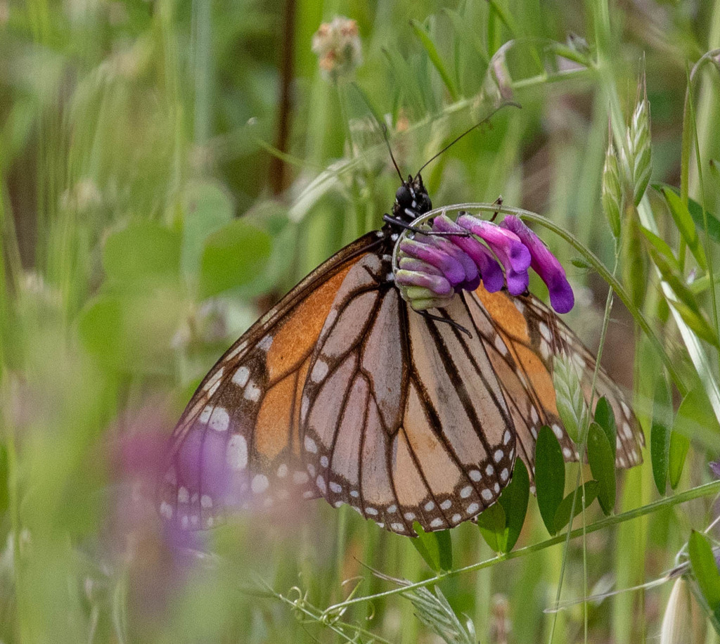 Monarch from Contra Costa County, CA, USA on April 24, 2024 at 09:31 AM ...