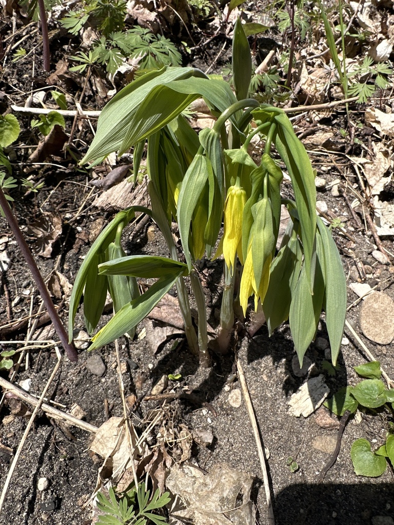 largeflower bellwort from Traverse City, MI, US on April 25, 2024 at 11 ...