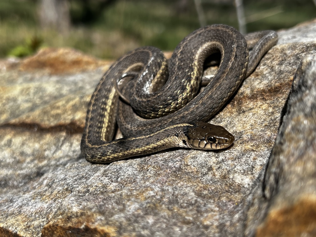 Western Terrestrial Garter Snake from Gallinas Creek, Las Vegas, NM, US ...