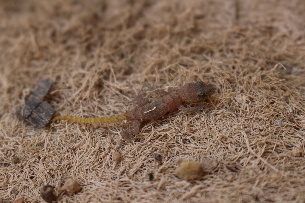 Iraqui Keel-scaled Gecko from Kermanshah, IR-BK, IR on July 26, 2018 by ...