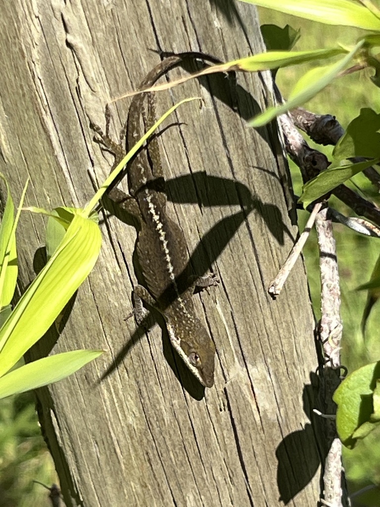 Green Anole from Front Street, Bolivar Peninsula, TX, US on April 22 ...