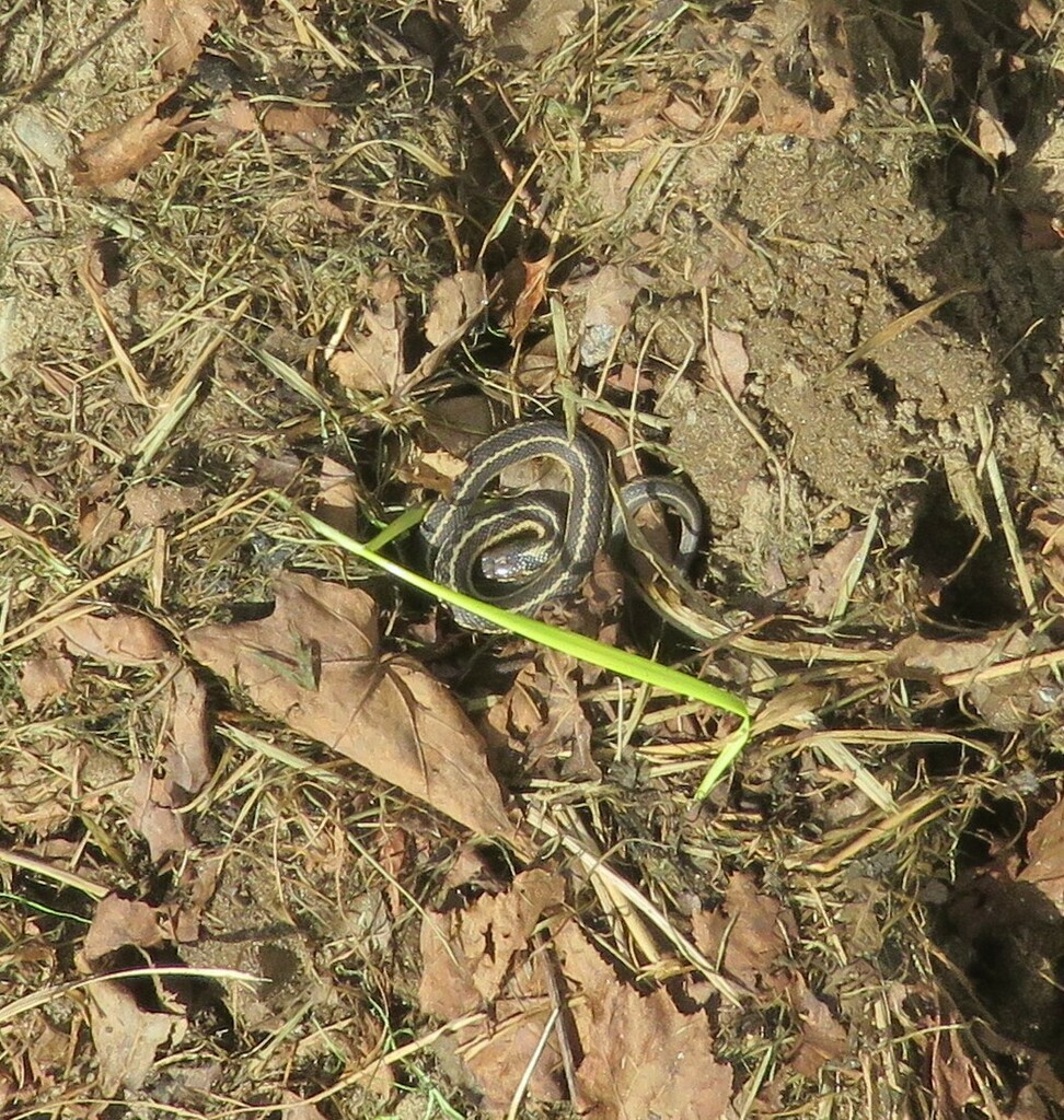 Common Garter Snake from 431 E Rd, Milton, VT 05468, USA on April 23 ...