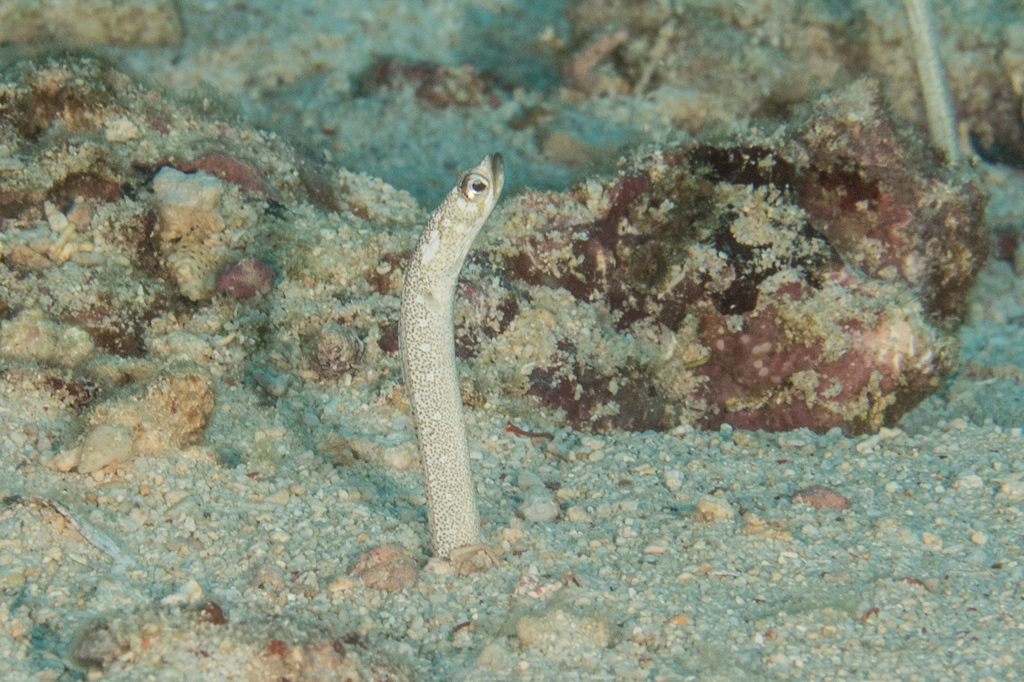 Spaghetti Garden Eel from Bua, Northern, Fiji on May 2, 2016 at 08:33 ...
