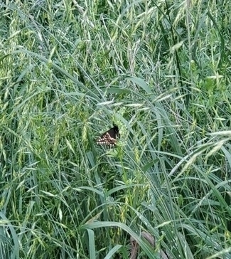 Black Swallowtail from Junction, TX 76849, USA on April 6, 2024 at 08: ...