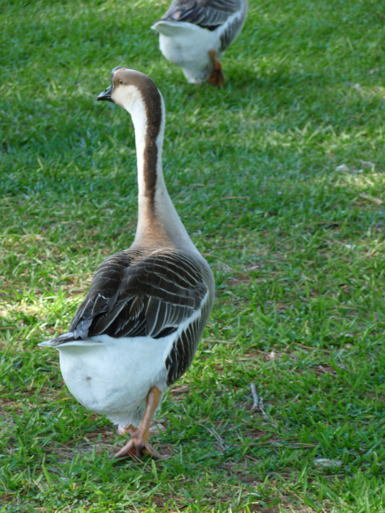 Domestic Swan Goose from Houston Museum District, Houston, TX, USA on ...