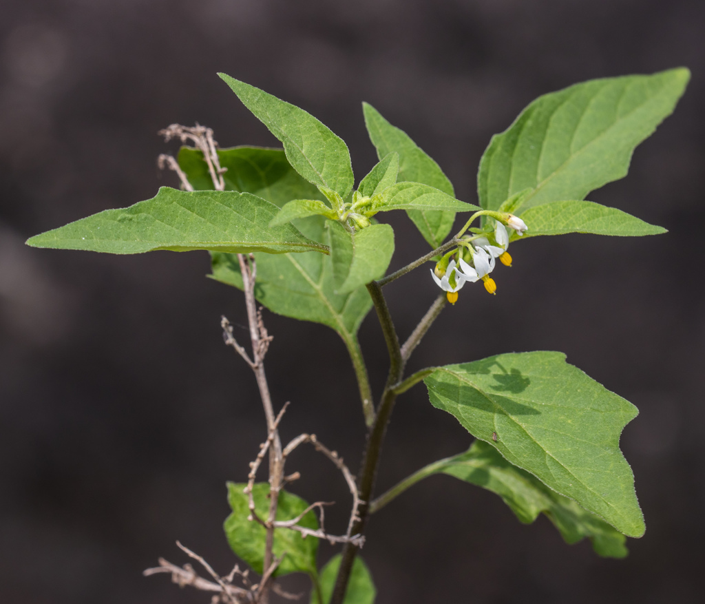 American black nightshade from Chai Wan, Hong Kong on April 26, 2019 at ...