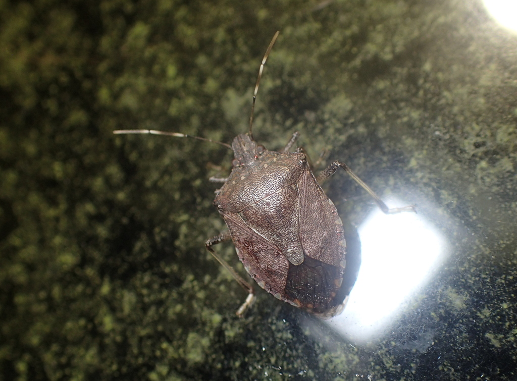 Brown Marmorated Stink Bug from Ledong Li Autonomous County, Hainan ...