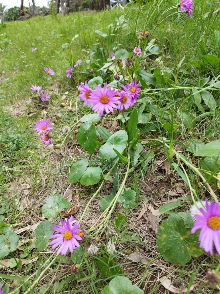Senecio pulcher from 20200 Bella Vista, Departamento de Maldonado ...