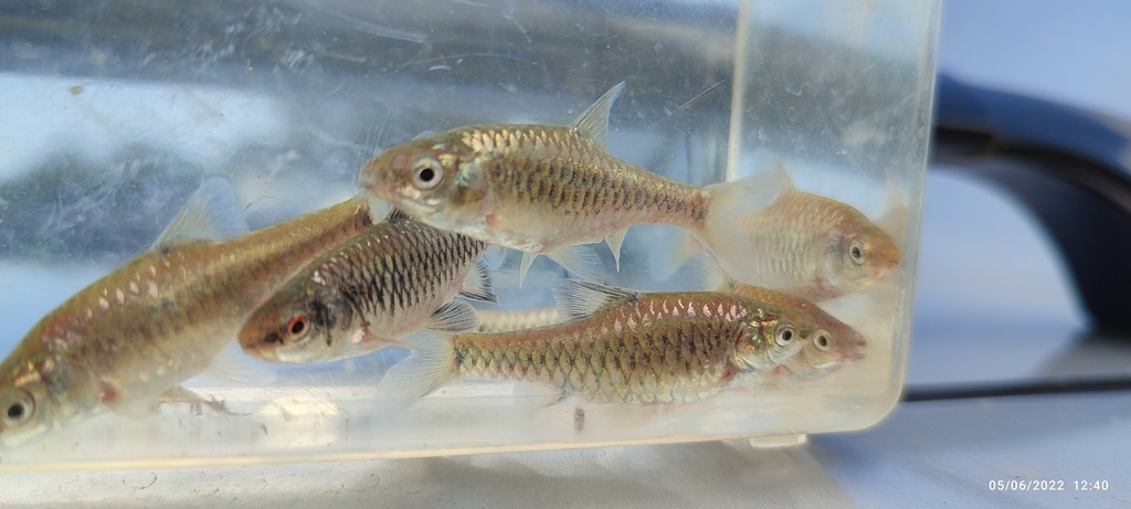 East African Red-finned Barb from Central Kisumu, Kisumu, Kenya on May ...