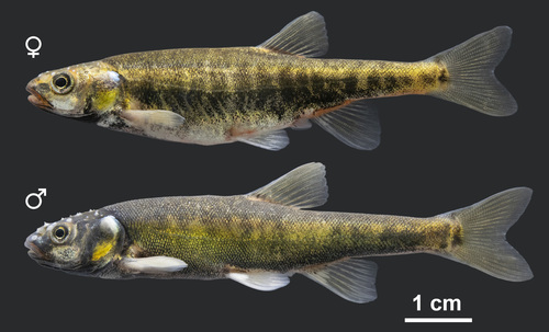 Phoxinus adagumicus · iNaturalist
