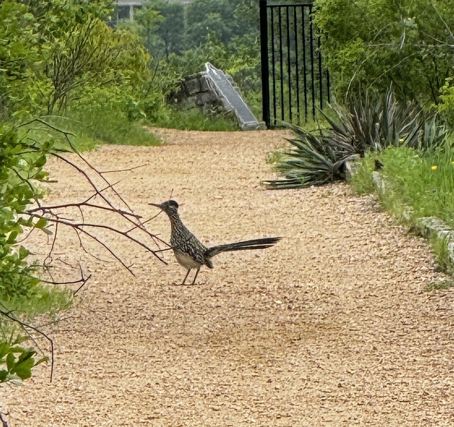 Greater Roadrunner from Miller Spring Park, Belton, TX, US on March 30 ...