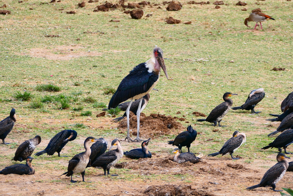 Marabou Stork from Queen-Elizabeth-Nationalpark, Uganda on January 16 ...