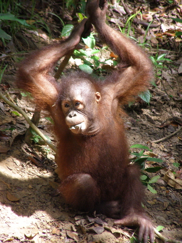 Orangutans (Pongo) - Know Your Mammals