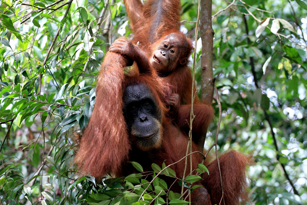 Orangutans (Pongo) - Know Your Mammals