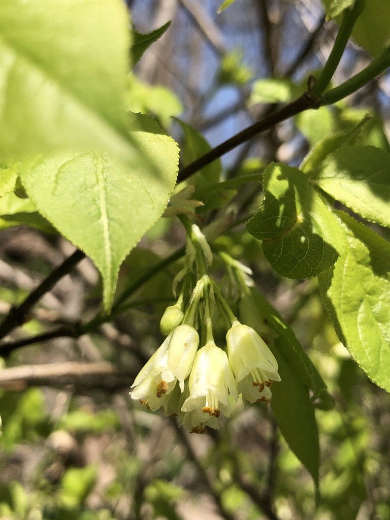 American bladdernut from I-90 E, Elgin, IL, US on April 25, 2024 at 12: ...