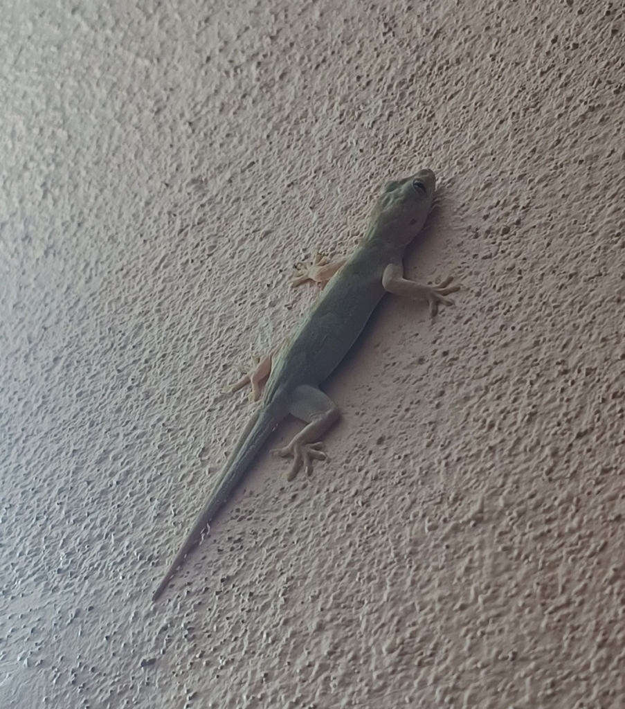 House Geckos from MHXW+F26, Yerpadu, Chindepalle, Andhra Pradesh 517619 ...