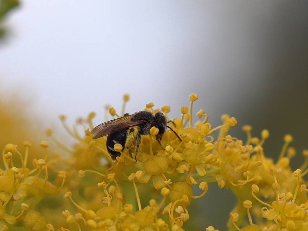 Mining Bees from Mevo Horon on April 6, 2024 at 11:02 AM by Dmitry ...