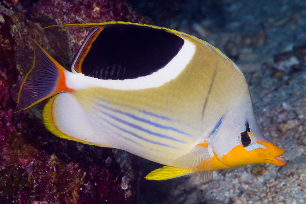 Saddle Butterflyfish (Reefblitz fish of Queensland 2024) · iNaturalist