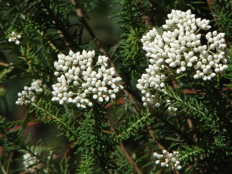 Ozothamnus sp. (Campus Flora Guide ) · iNaturalist