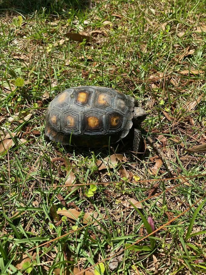 Gopher Tortoise in April 2024 by Richard D Reams · iNaturalist