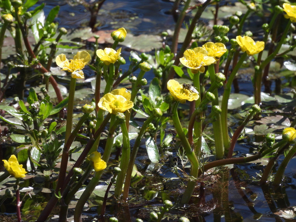 yellow water-crowfoot from Blue Earth County, MN, USA on April 21, 2024 ...