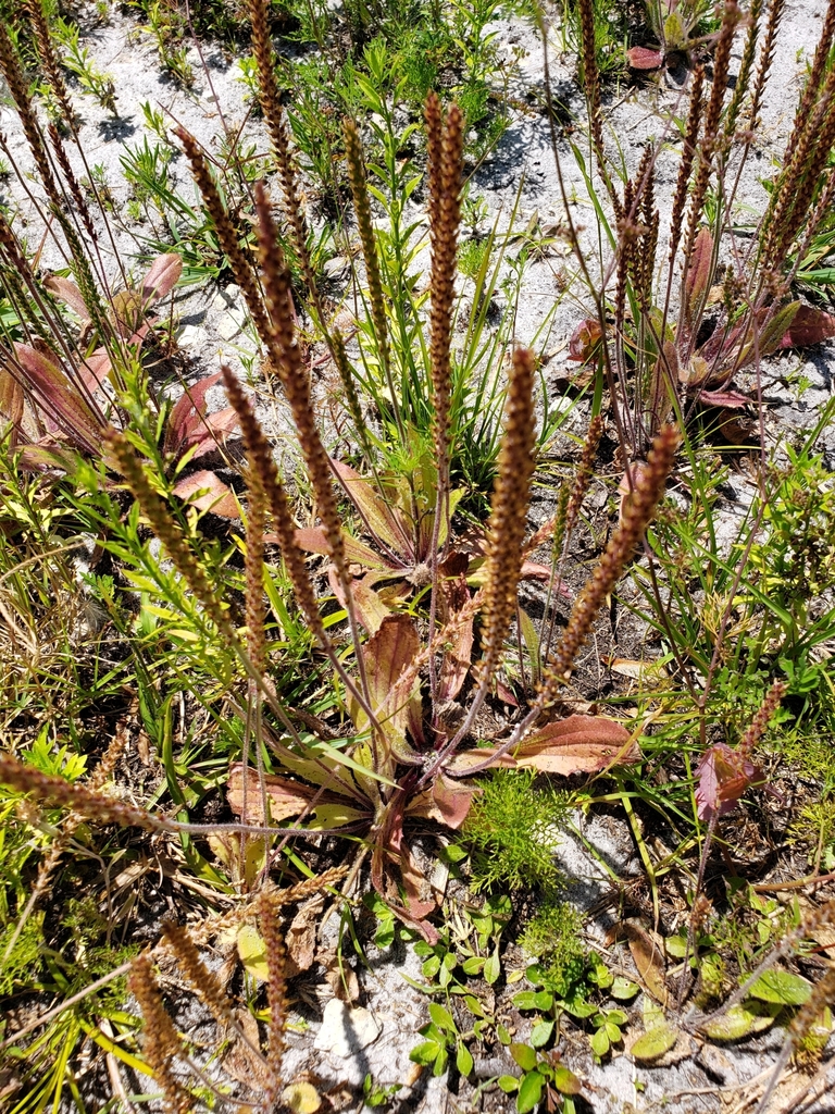 dwarf plantain from Manatee County, US-FL, US on April 25, 2024 at 02: ...
