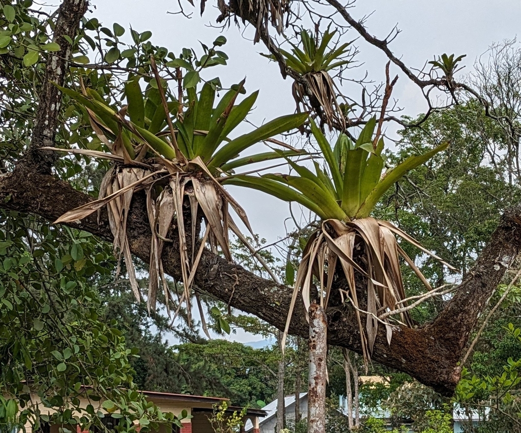 Giant branched werauhia in April 2024 by miel00. Air plants · iNaturalist