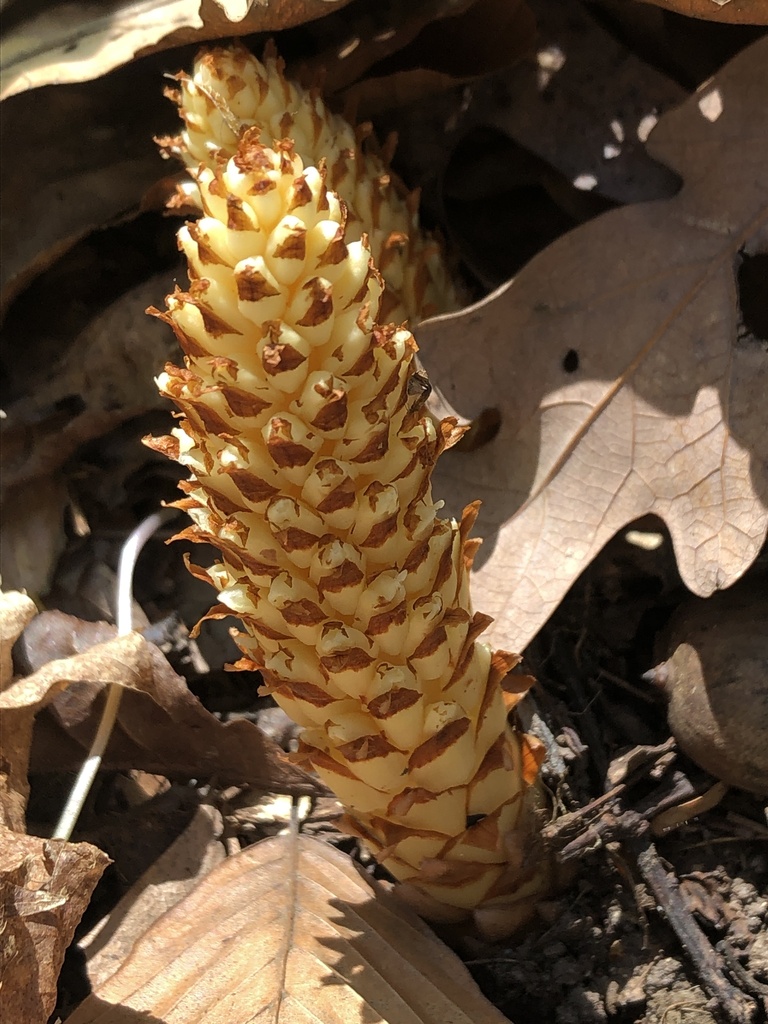 American cancer-root from Airport Rd, Centerville, IN, US on April 25 ...