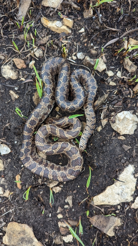 Prairie Kingsnake from Falls, KS, USA on April 25, 2024 at 11:28 AM by ...