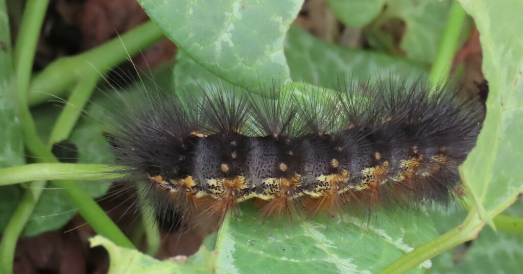 Salt Marsh Moth from Rosenberg, TX, USA on April 25, 2024 at 09:36 AM ...