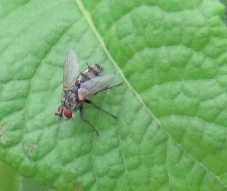 Bot Flies, Blow Flies, and Allies from Rosenberg, TX, USA on April 25 ...
