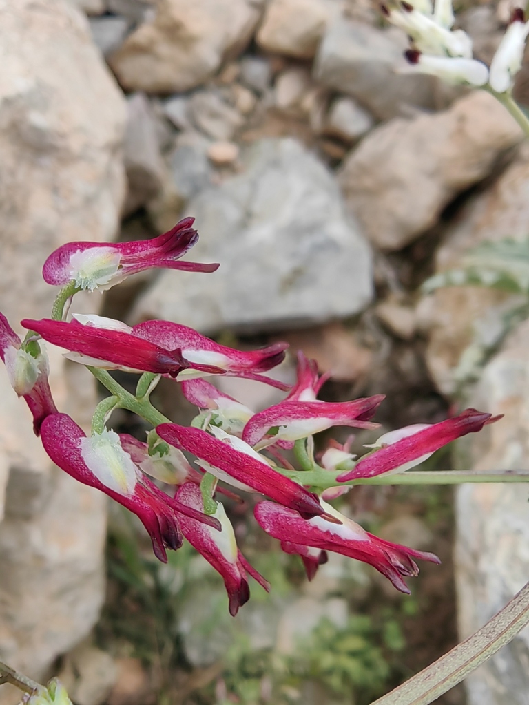 white ramping-fumitory from UV21 vides on April 25, 2024 at 05:30 PM by ...