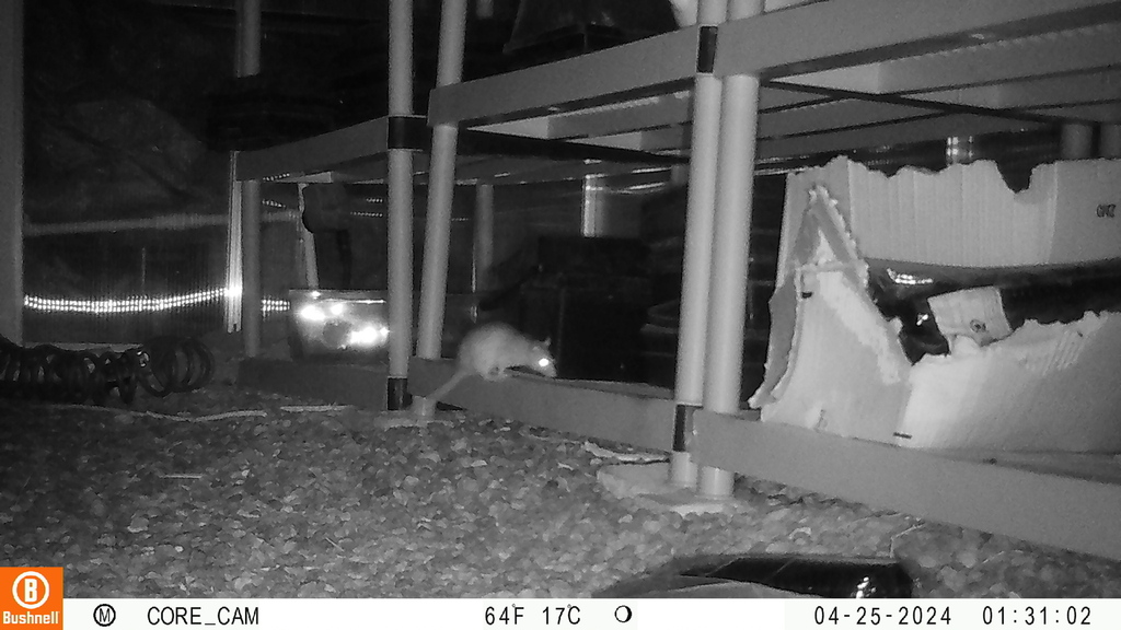 Old World Rats from La Jolla, San Diego, CA, USA on April 25, 2024 at ...