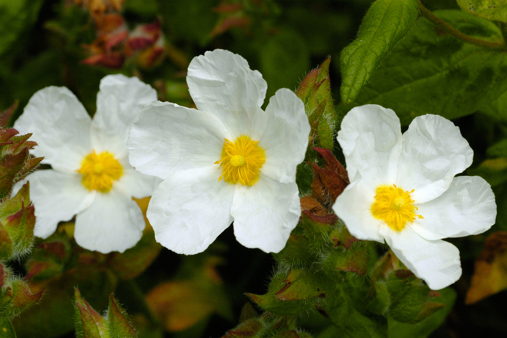 Cistus psilosepalus (Peneda-Gerês National Park Field Guide ...