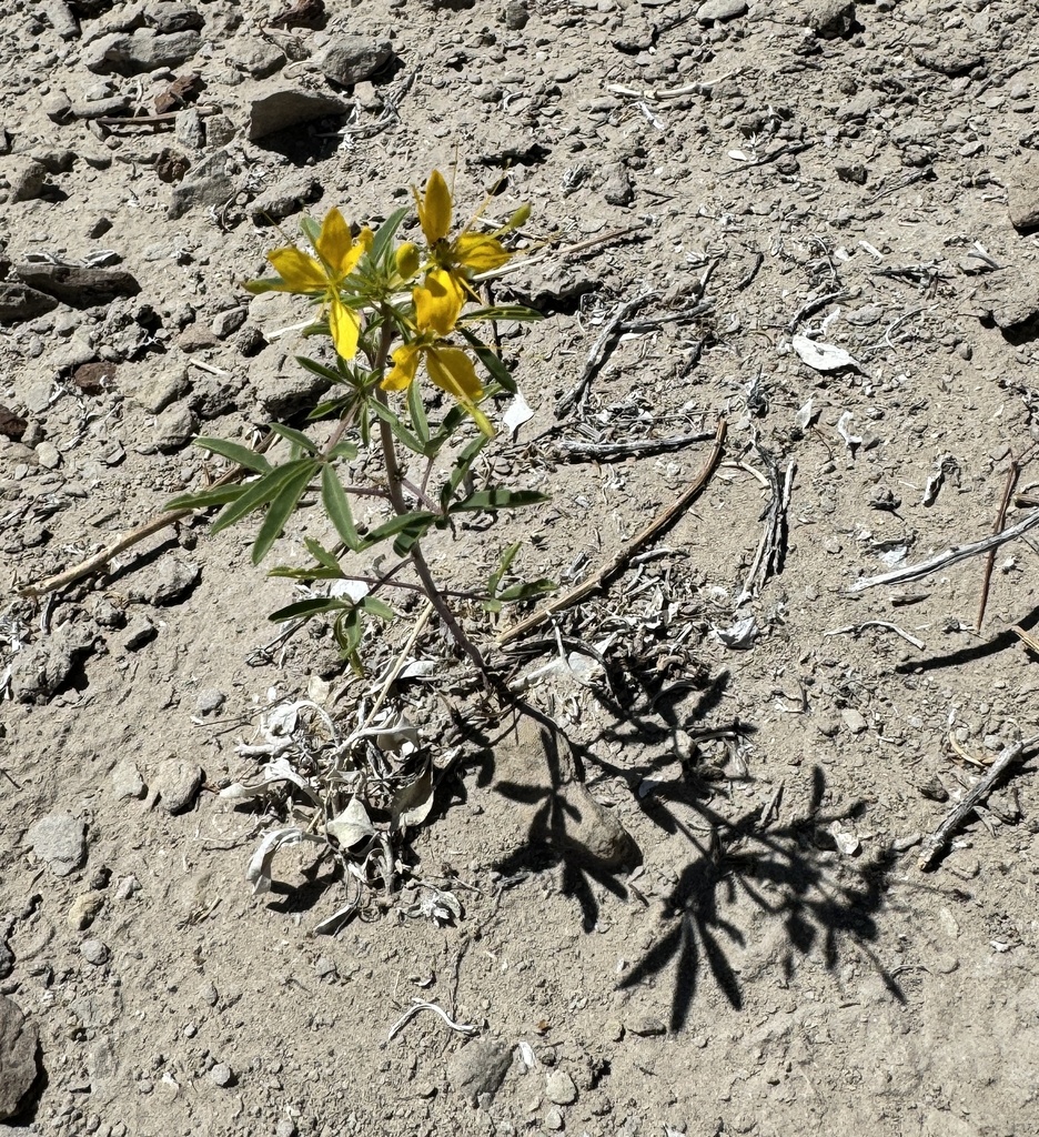 Rocky Mountain Stickweed from Green River, UT, US on April 23, 2024 at ...