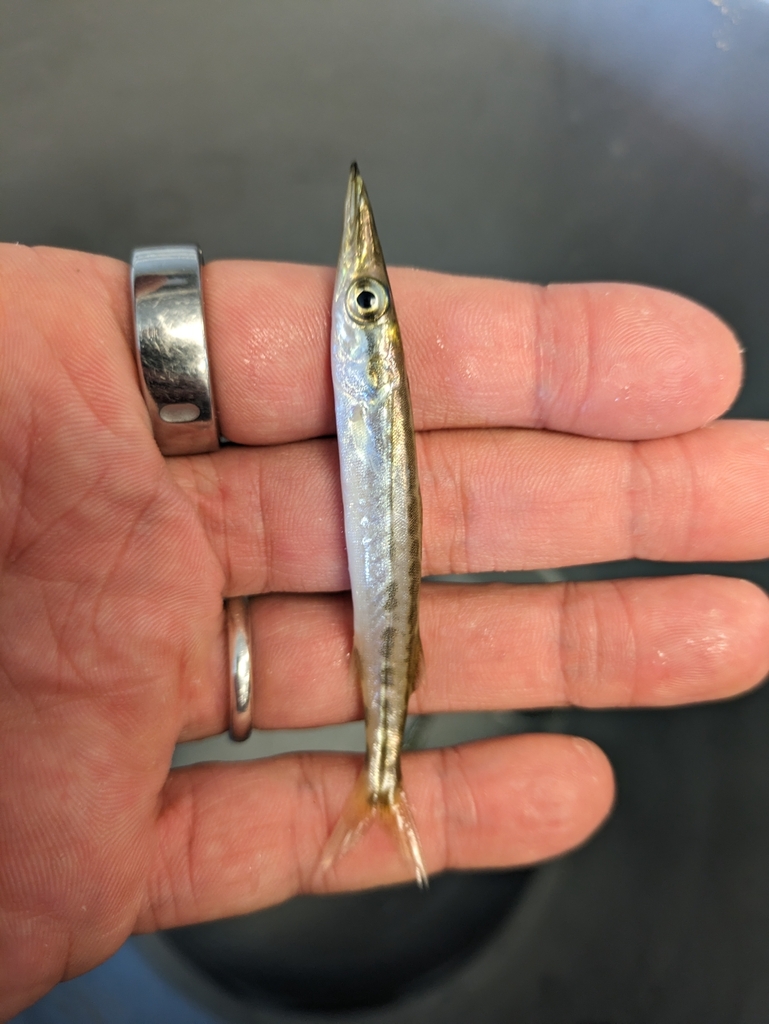 Northern Sennet from St. Petersburg, FL 33711, USA on April 25, 2024 at ...