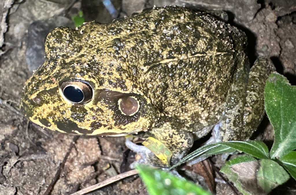 New Holland Frog in April 2024 by prossington · iNaturalist
