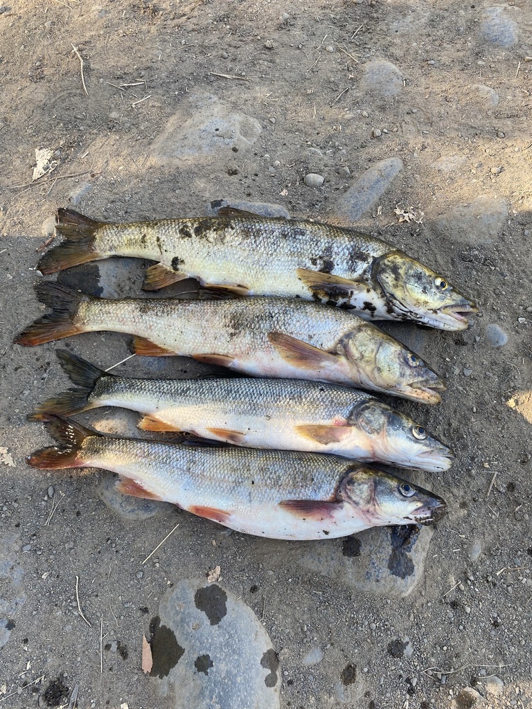 Northern Pikeminnow from Mulino, OR, US on August 21, 2022 at 08:41 AM ...