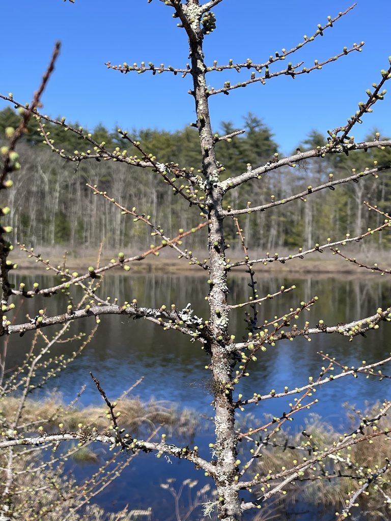 tamarack from Fox State Forest, Hillsborough, NH, US on April 25, 2024 ...