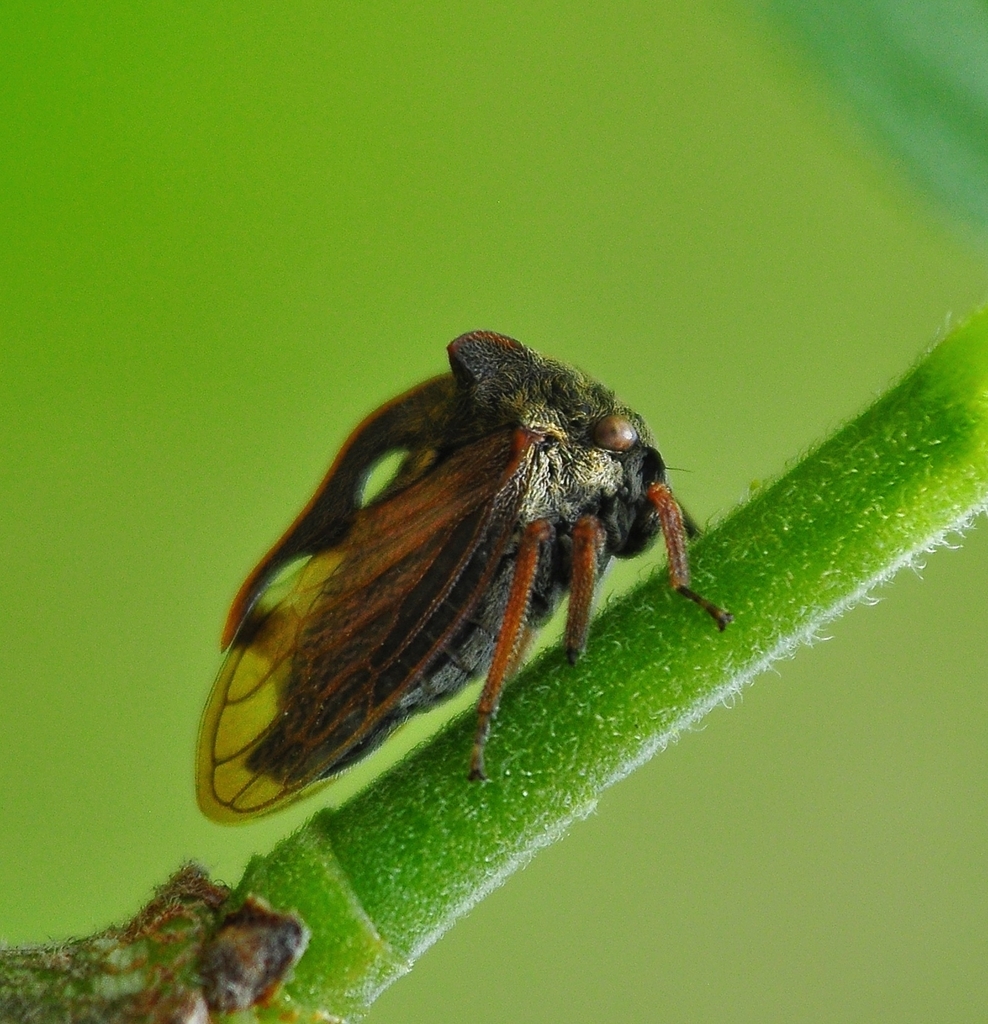 Horned Treehopper from 37016 Garda, Verona, Italien on April 25, 2024 ...