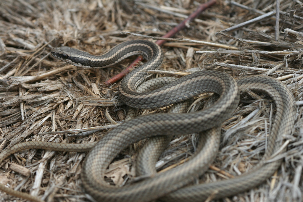 Galápagos Racer (Pseudalsophis biserialis) - Snakes and Lizards