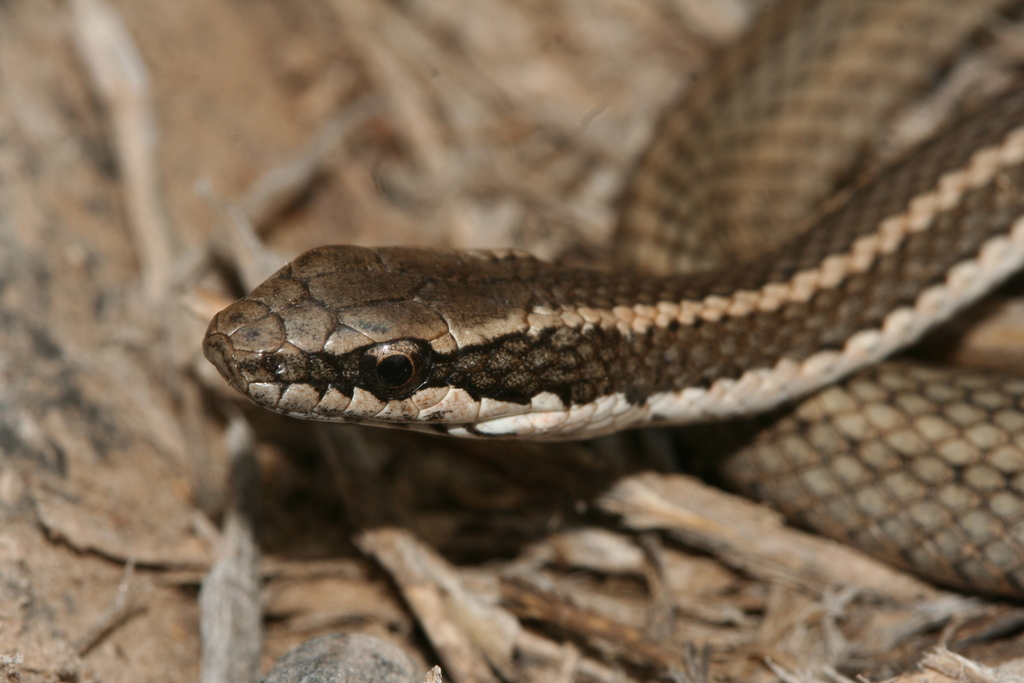 Galápagos Racer (Pseudalsophis biserialis) - Snakes and Lizards