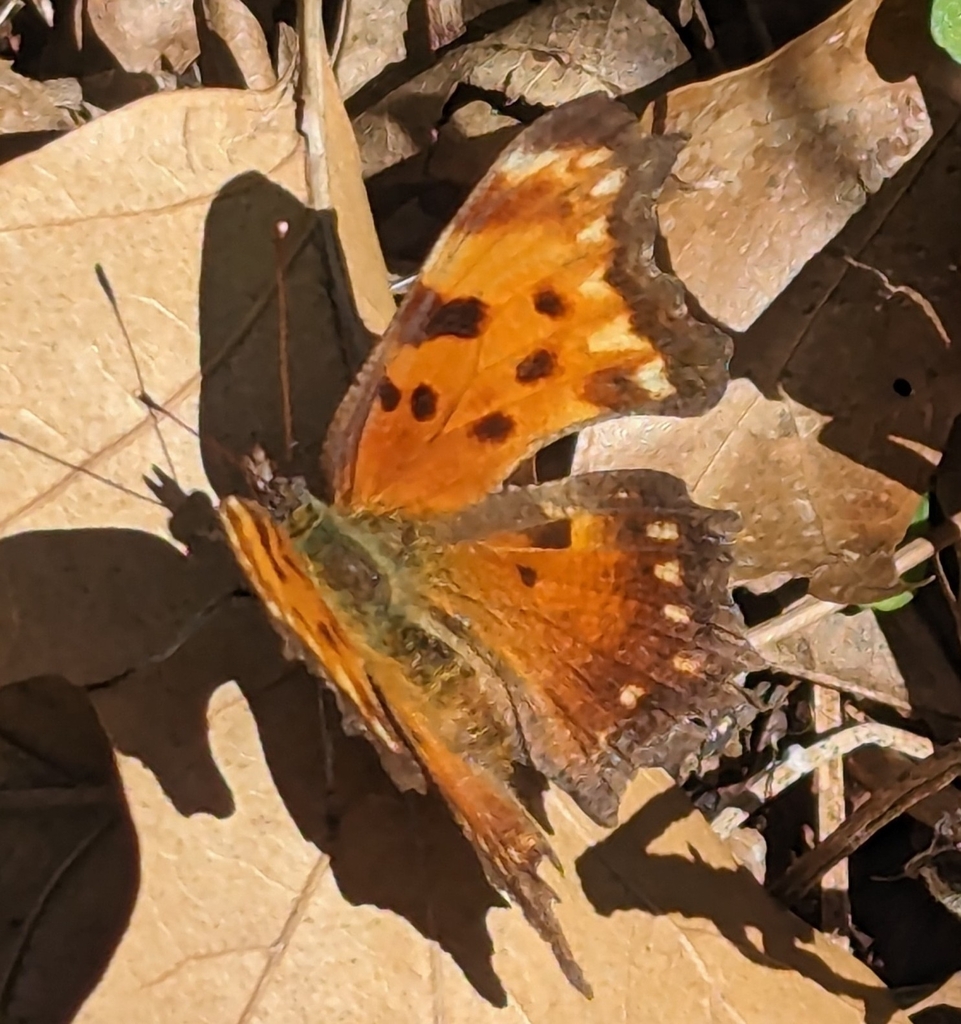 Commas from Lyndon Township, MI, USA on April 25, 2024 at 03:05 PM by ...