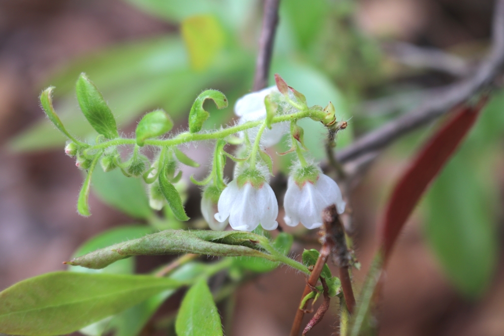 Woolly huckleberry from Graham Creek Nature Preserve, Foley, AL 36535 ...